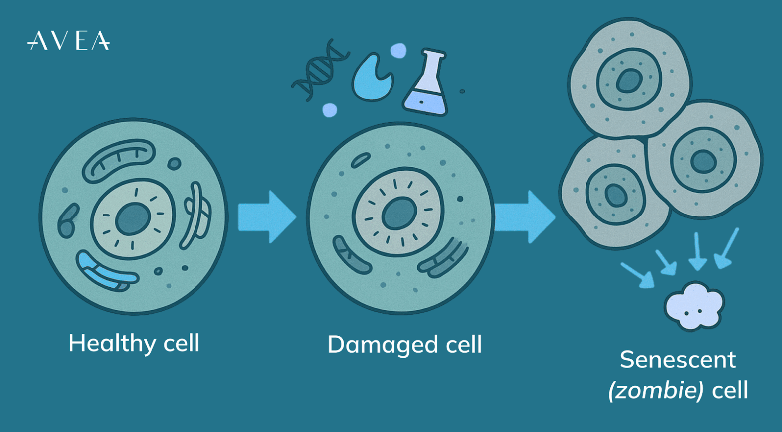 Zombie Cells Accelerate Aging: How to Eliminate Them Naturally